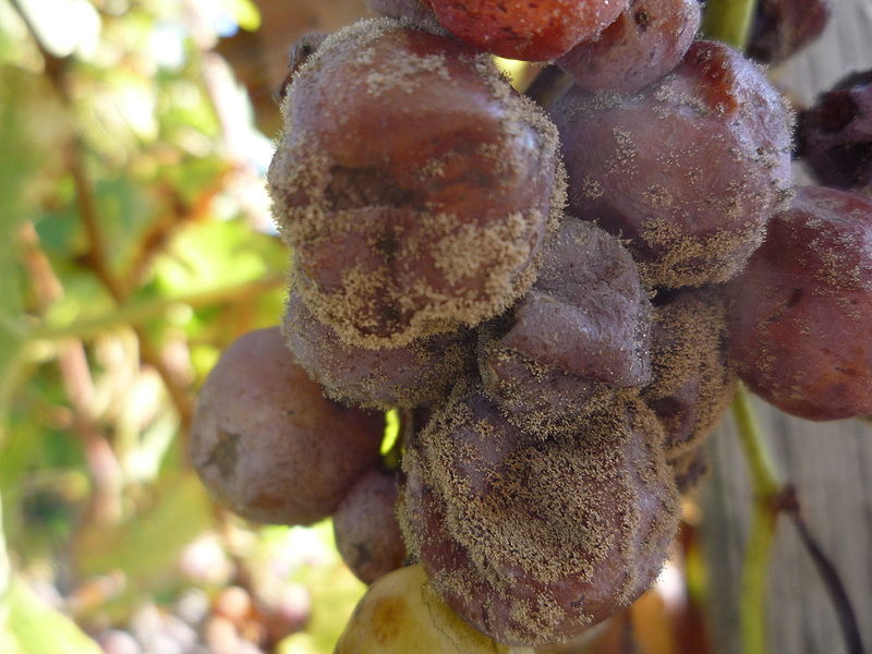 Botrytis Cinerea: A nobre doçura | Vinho Sem Segredo